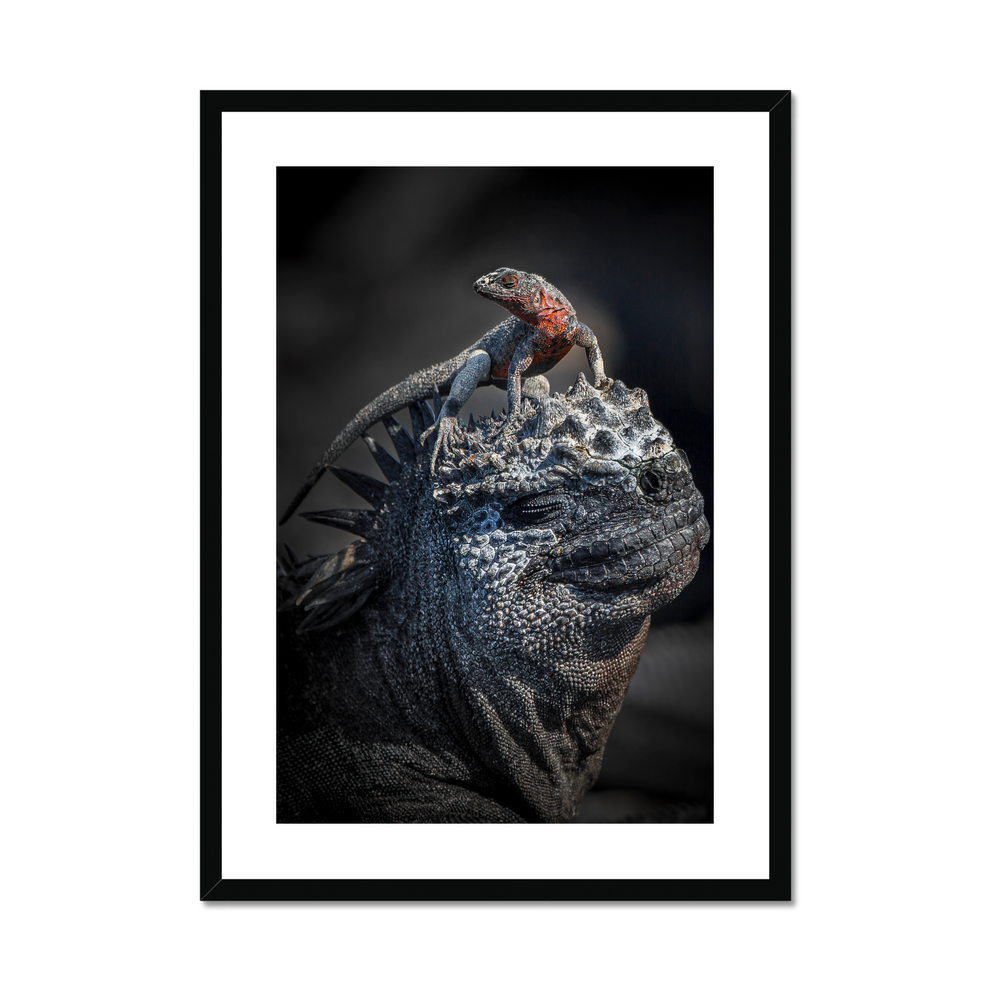 John Seager: Head massage – World Nature Photography Awards