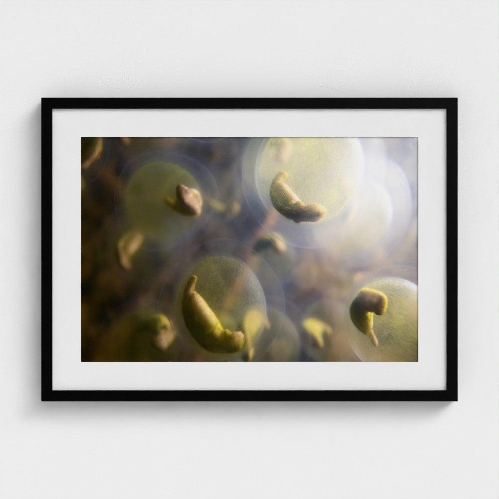 Mark Bernards: Galactic amphibiospawn – World Nature Photography Awards