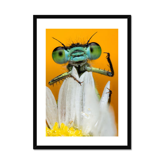 Rory J Lewis: Daisy, daisy – World Nature Photography Awards