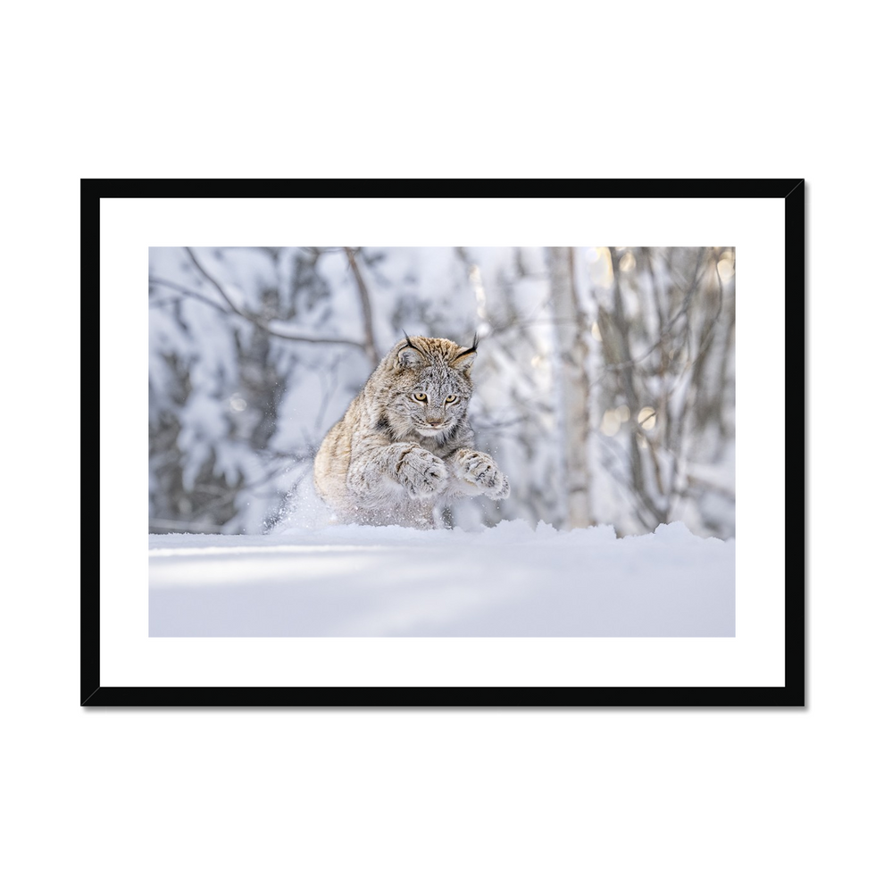 Thomas Vijayan: Lynx pounce – World Nature Photography Awards
